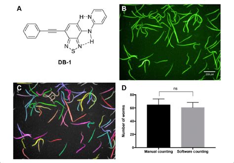 Applications Of Db 1 Dye In C Elegans Staining And Analysis A