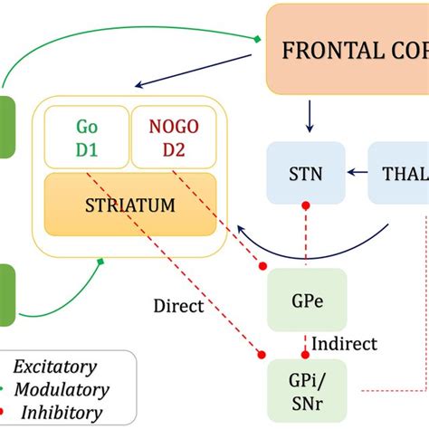 Proposed Frontal Subcortical Circuits Implicated In Cognition And Download Scientific Diagram