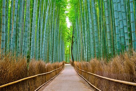 Bamboo Forest Path