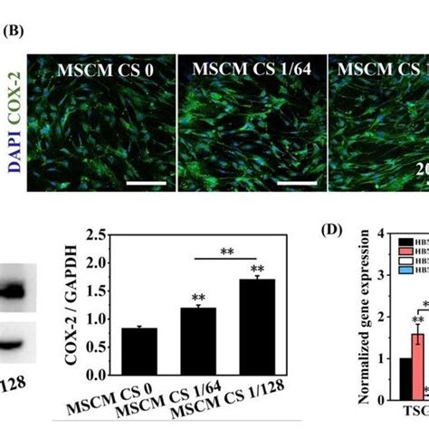 A Alp Expression In Hbmscs Cultured With Different Medium B Runx2 Download Scientific