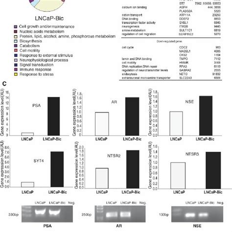 Gene Expression Profiling By Cdna Microarrays And Qrt Pcr Target