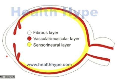 Intro To Optho Flashcards Quizlet