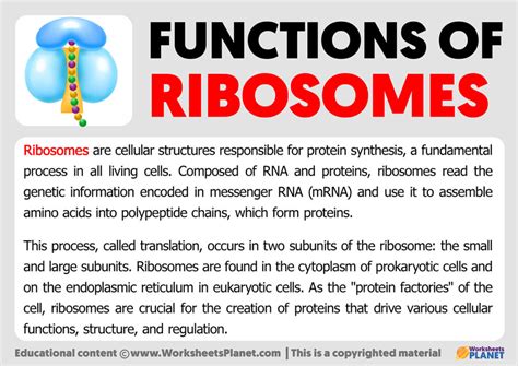 Short Definition For Ribosomes At Gina Stach Blog
