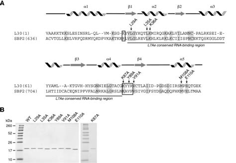 Mutational Analysis Of L30 A A Schematic Illustrating The Primary