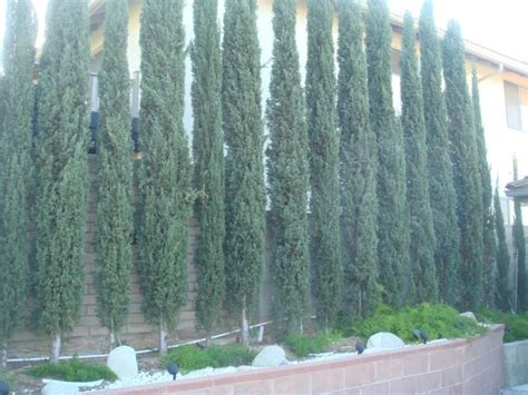 Italian Cypress Close Together Landscaping For Privacy Pinterest