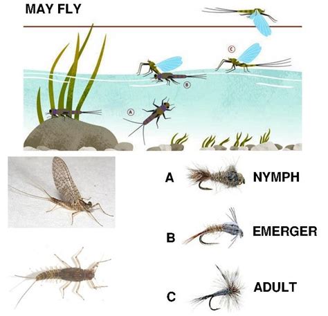 Mayfly Life Span