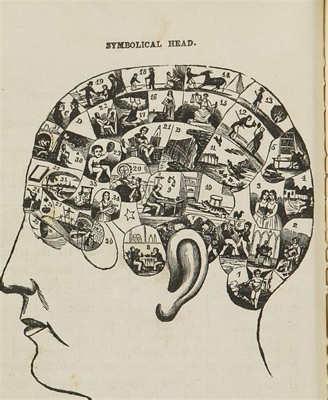 Secondary Visual Cortex Brain Matters