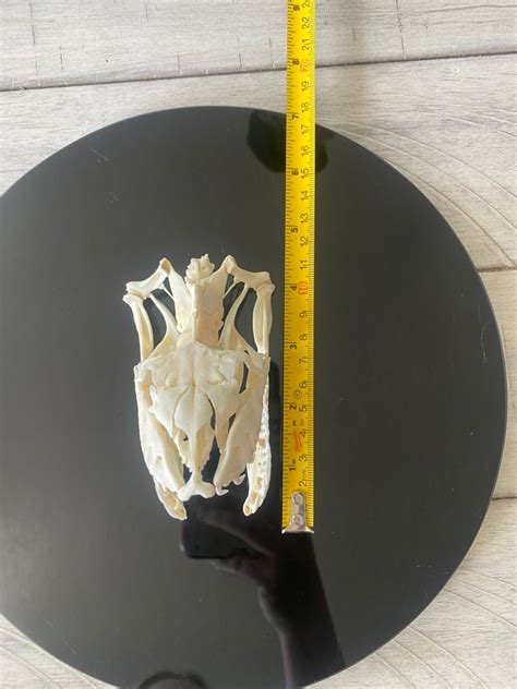 Reticulated Python Skull Etsy