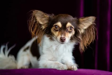 Discover The Dachshund Long Haired Chihuahua Mix The Chihuahua Guide