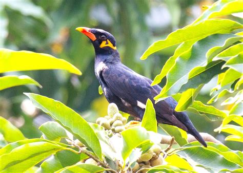 Wilderness Tales From Odisha Hill Mynas Of Satkosia