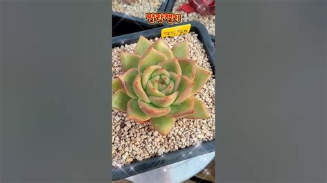 오아 말랑젤리 다육 식집사 윤자매 Music Speechless 알라딘ost Succulent Plants 반려식물 원예치료 힐링 Shorts