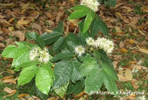 Trees Of Tropical Asia Inga Sp