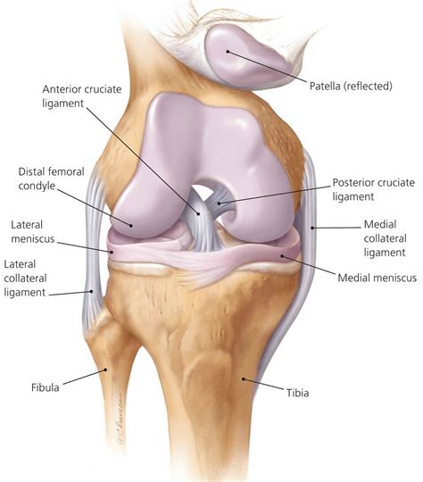 Anterior Cruciate Ligament Anatomy Function Injury And Reconstruction