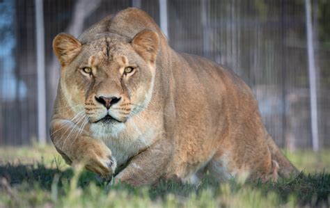 The Queens Of The Savanna Understanding The Vital Role Of Females In A