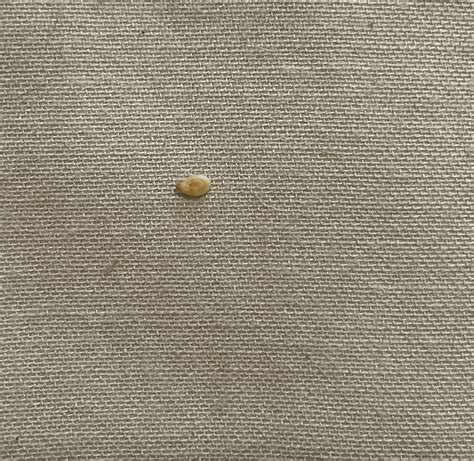 I Keep Finding Tapeworm Segments From My Indoor Cat After Numerous