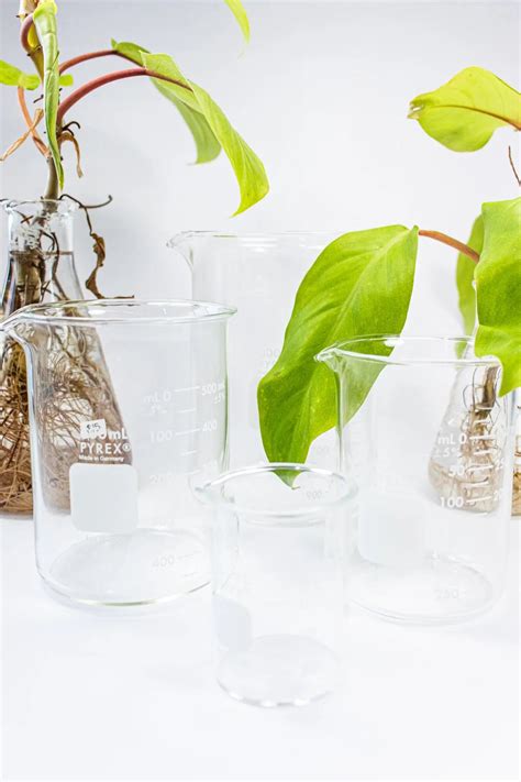 Pyrex Glass Beaker Stemcell Science Shop