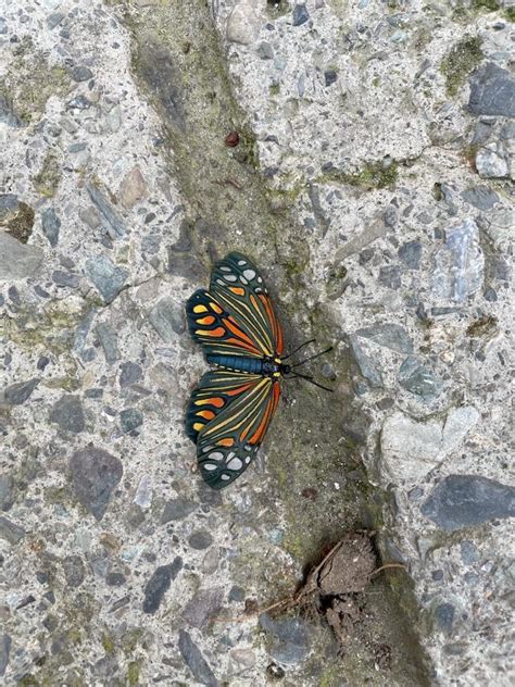 Campylotes Histrionicus From Dehradun Landaur Ut In On July 8 2022