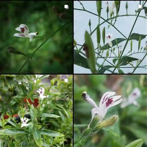 25 Species In Genus Andrographis