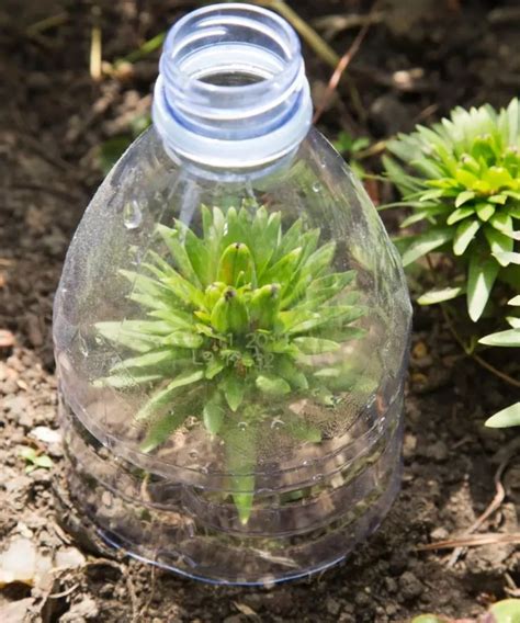 Plastic Bottle Cut In Half Covering Plant Diy Greenhouse Bottle