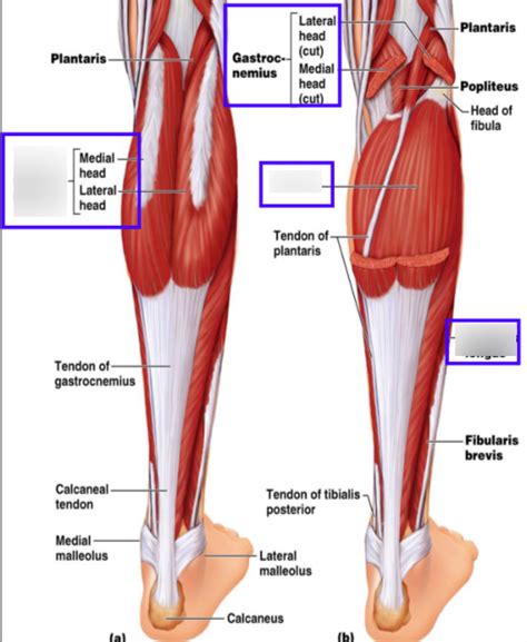 Rear Leg Anatomy