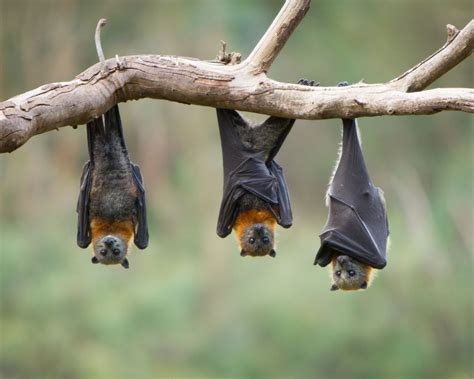 Bat Habitats
