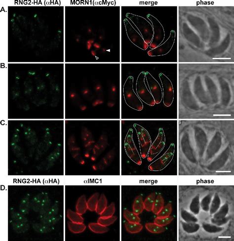 Apical Complex Semantic Scholar