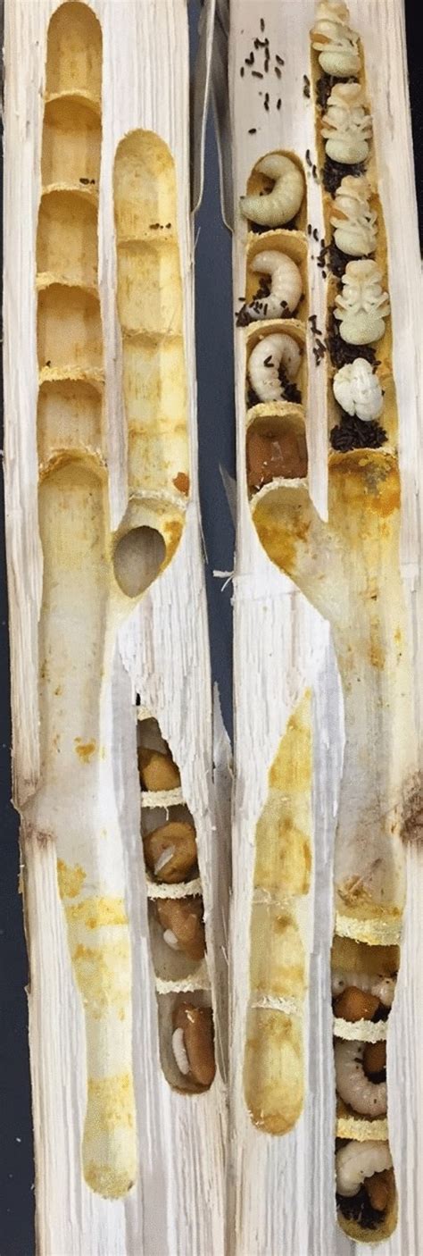 Sonoran Desert Fact Sheet Carpenter Bee