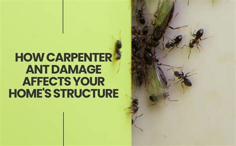 How Carpenter Ant Damage Affects Your Homes Structure In Guelph