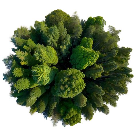 Download Forest Canopy Aerial Png Mbn Wallpapers Com