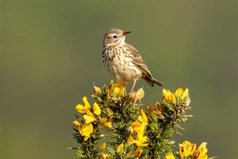 Devon Birds Events Devon Birds