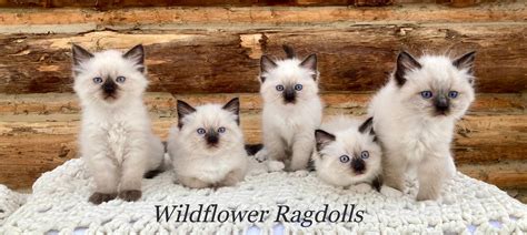 Ragdoll Breeders Texas