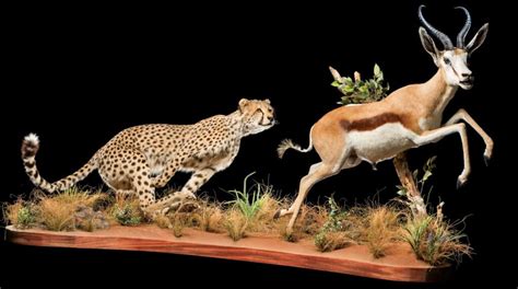 Springbuck Taxidermy South Africa Springbuck Trophy Quote