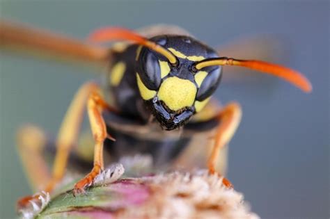Premium Photo Close Up Of Wasp Pollinating