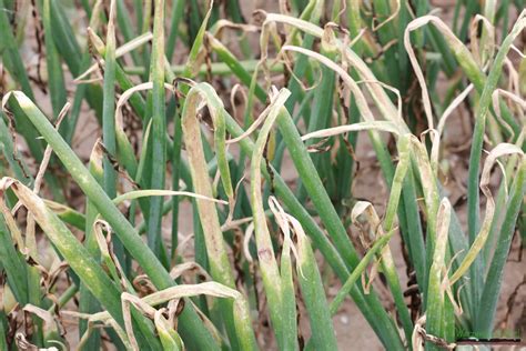 Болезни Лука Репчатого Фото — Фото Картинки