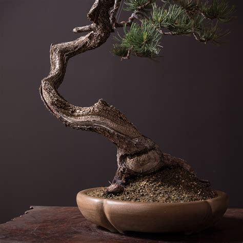 Limber Pine No 19 Bonsai Mirai