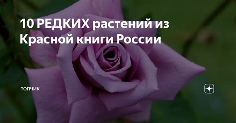 10 РЕДКИХ растений из Красной книги России | Топчик | Дзен