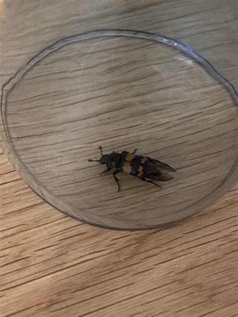 Strange Bug R Entomology