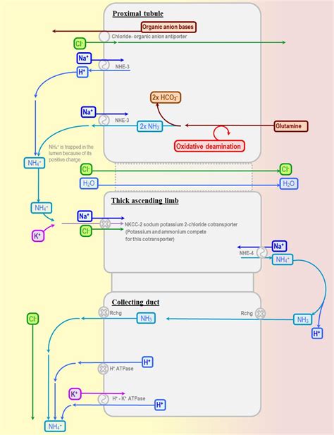 Uraemic Acidosis The Mixed Acidosis Of Renal Failure Deranged