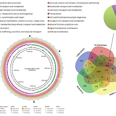 Comparative Genomic Analysis Of Clostridium Difficile St201 Strains Download Scientific Diagram