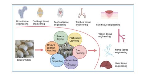 Silk Based 3d Porous Scaffolds For Tissue Engineering Acs Biomaterials Science And Engineering
