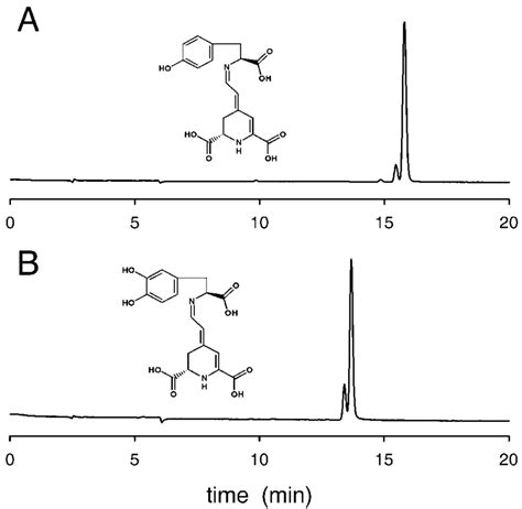 Hplc Elution Profiles For S Tyr A And S Dopa B Immonium