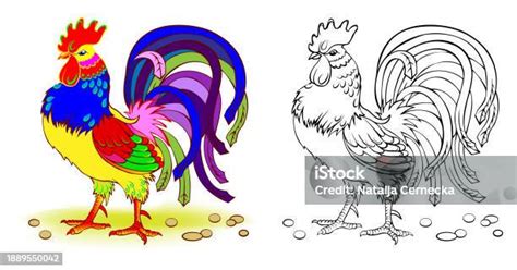귀여운 수탉의 판타지 일러스트입니다 색칠하기 책을 위한 다채롭고 흑백 페이지입니다 어린이와 성인을 위한 워크시트 벡터 만화 이미지입니다 0명에 대한 스톡 벡터 아트 및 기타