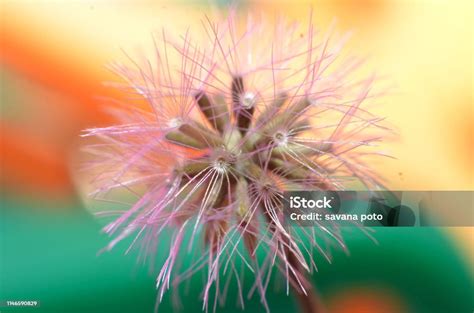 예쁜 흰 꽃 두 부드러운 흰색 무성 한 녹색 잎 사이 길쭉한 모양 0명에 대한 스톡 사진 및 기타 이미지 0명 개화기 계절 Istock