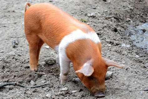 Husumer Protestschwein Fotos 3 Medienwerkstatt Wissen © 2006 2026
