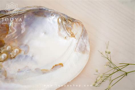 خرید صدف مادر فروشگاه اینترنتی جویا