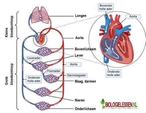 De Bloedsomloop Biologielessennl