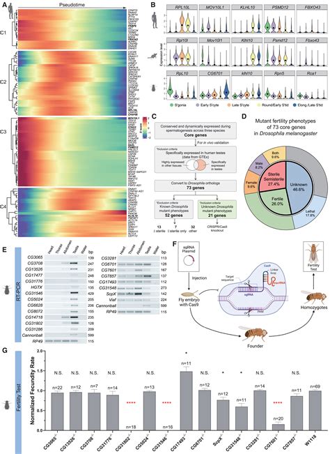 Cross Species Comparative Single Cell Transcriptomics Highlights The Molecular Evolution And