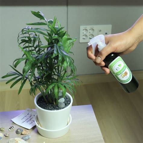 식물 진드기 퇴치제 시나몬이오 100 천연계피 스프레이 네이버 블로그