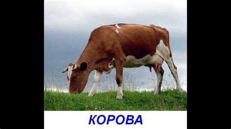 Карточки для детей Домашние животные Презентация по Доману Youtube