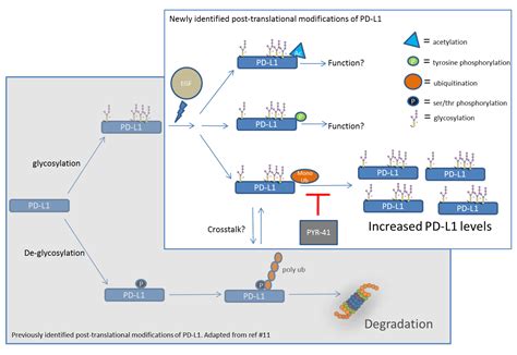 3 Novel PD L1 Post Translational Modifications Identified